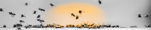 Strategic swarm: Leadership lessons from the beehive