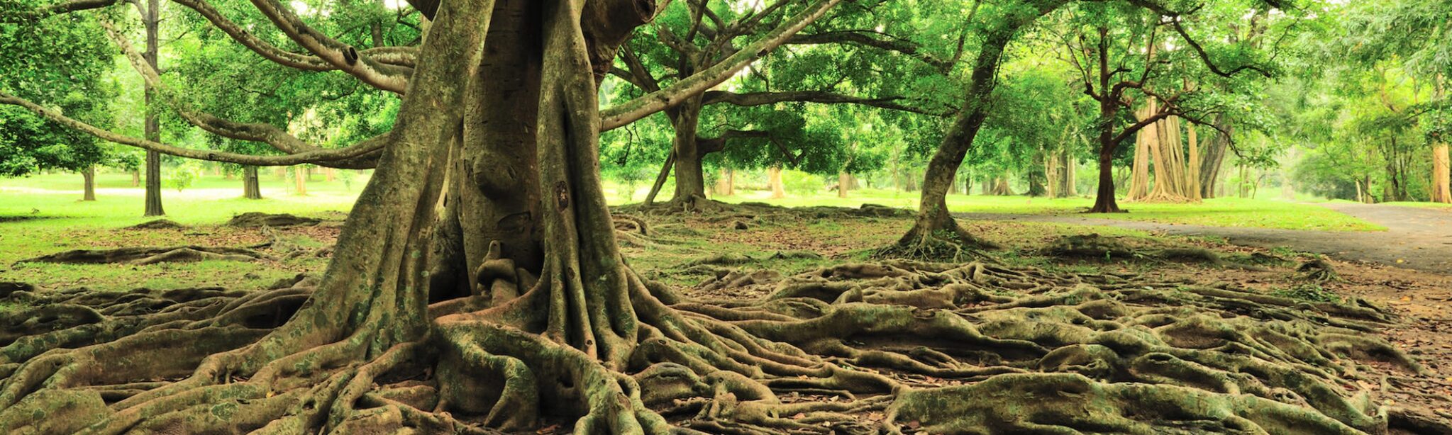 Raising the roots of cultural difference